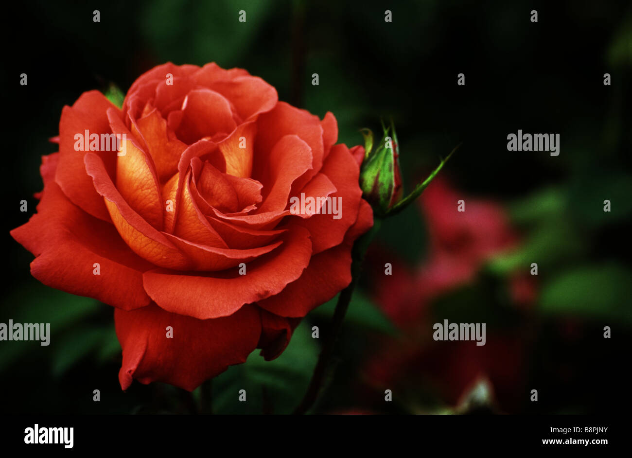Castile rose hi-res stock photography and images - Alamy
