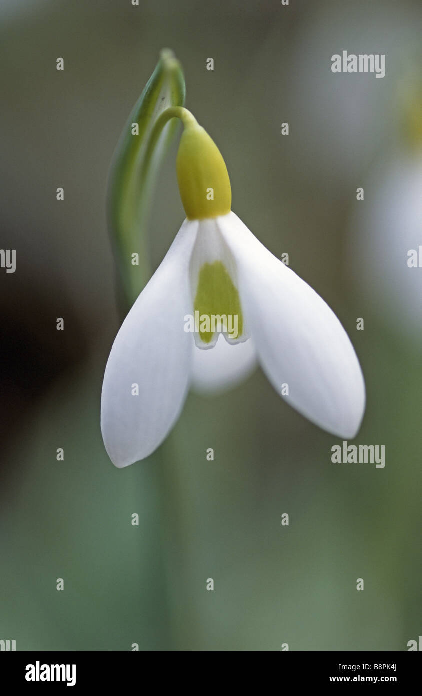 Wendy s Gold variety of snowdrop at Anglesey Abbey photographed in the ...