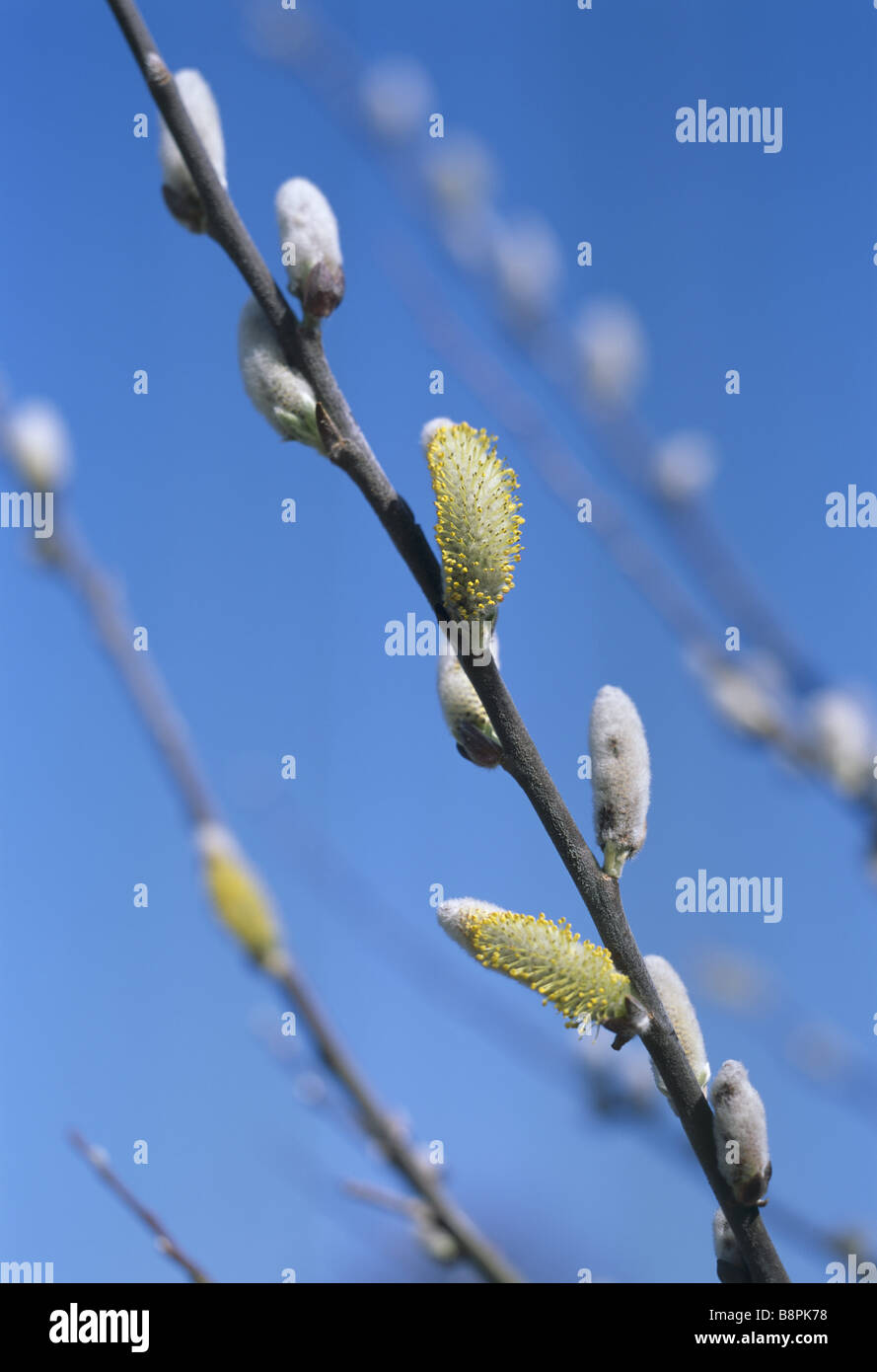 Salix aegyptiaca musk willow catkins hi-res stock photography and ...