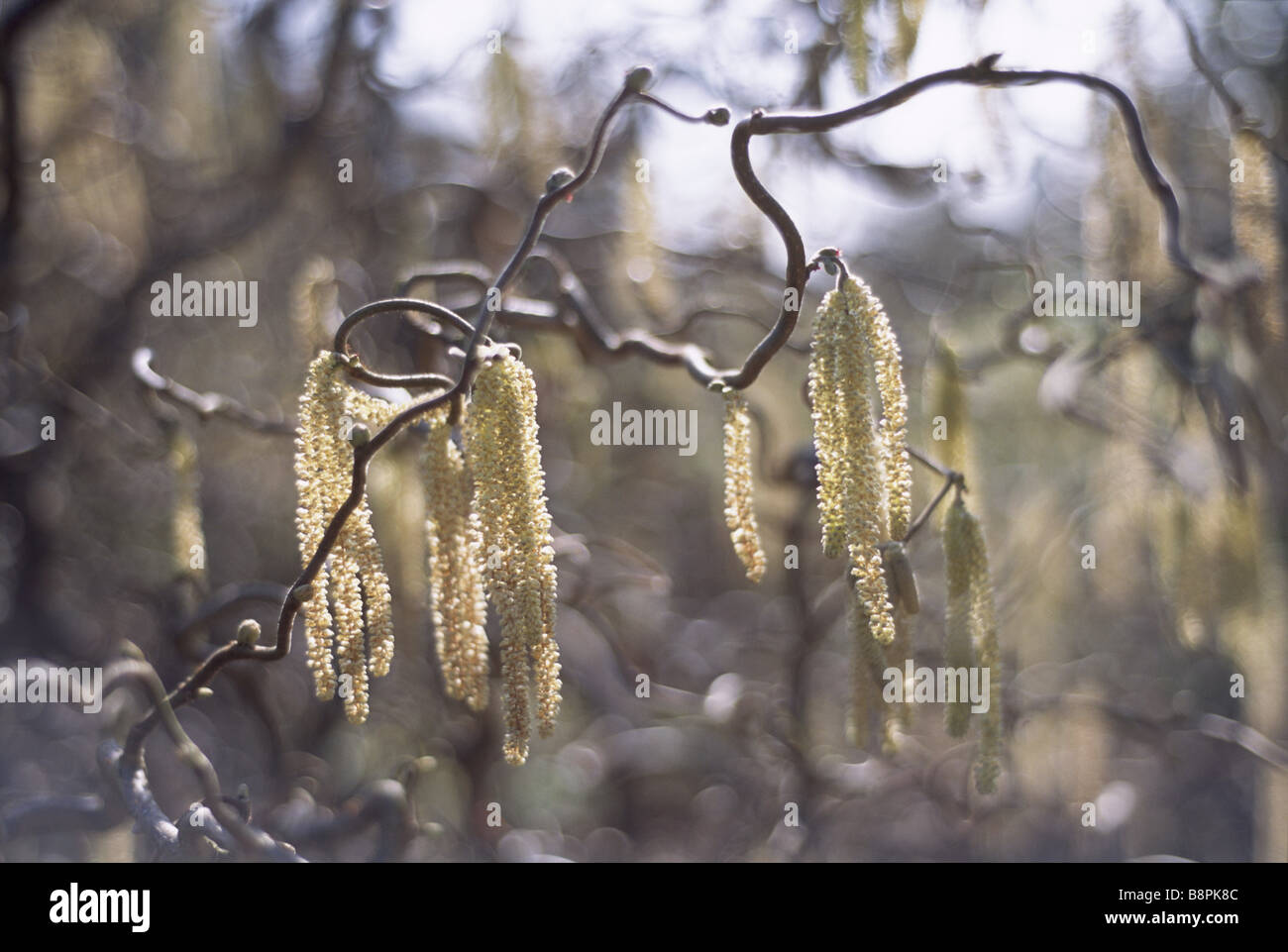 Close view of Corylus avellana contorta twisted hazel or cobnut catkins ...