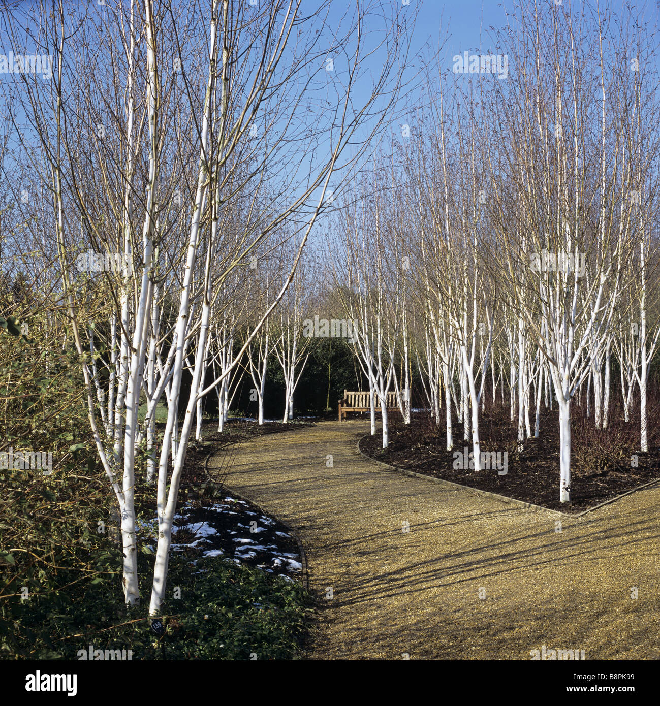 Cluster of birches hi-res stock photography and images - Alamy