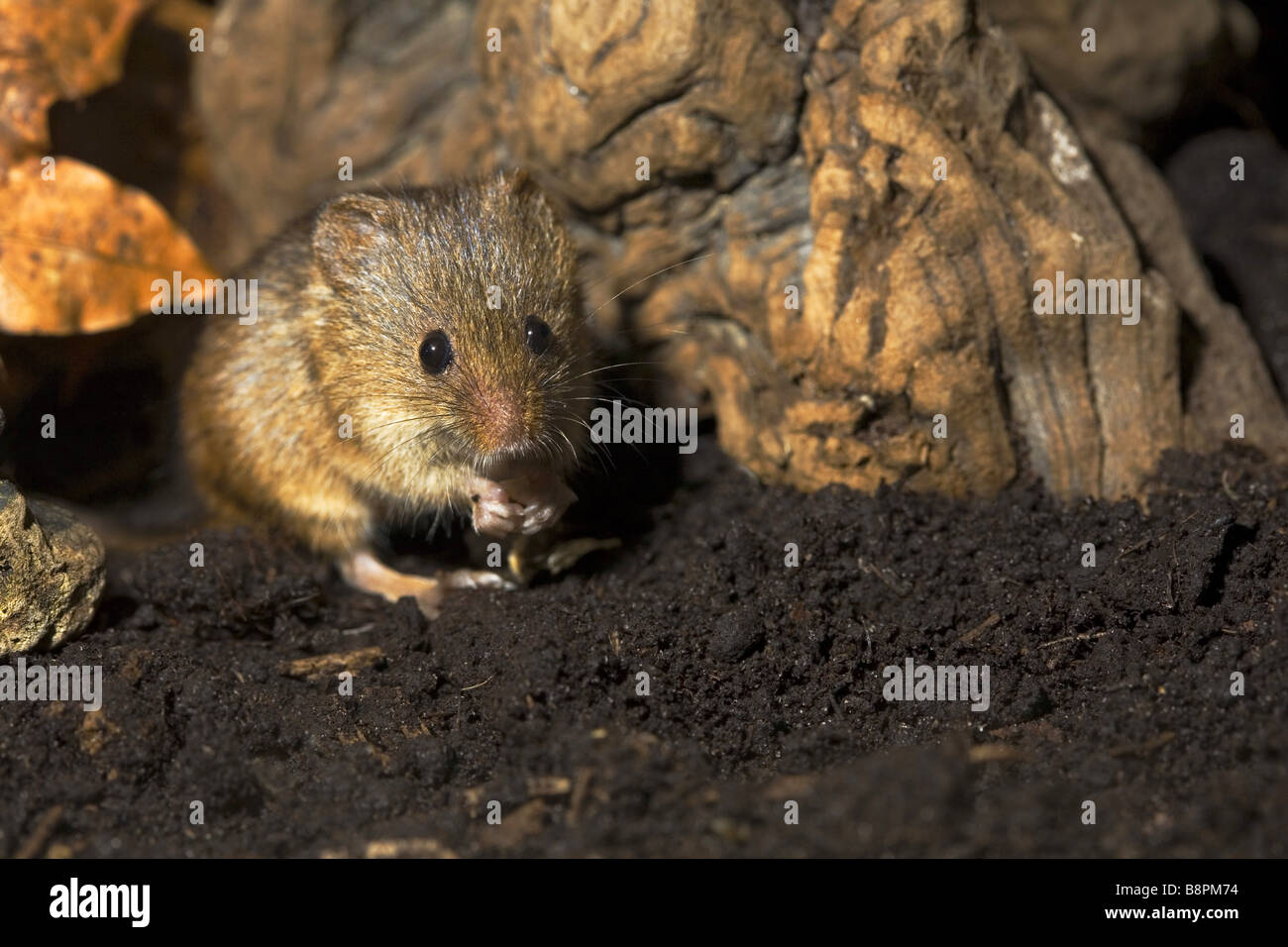 Mouse in front of its den hi-res stock photography and images - Alamy