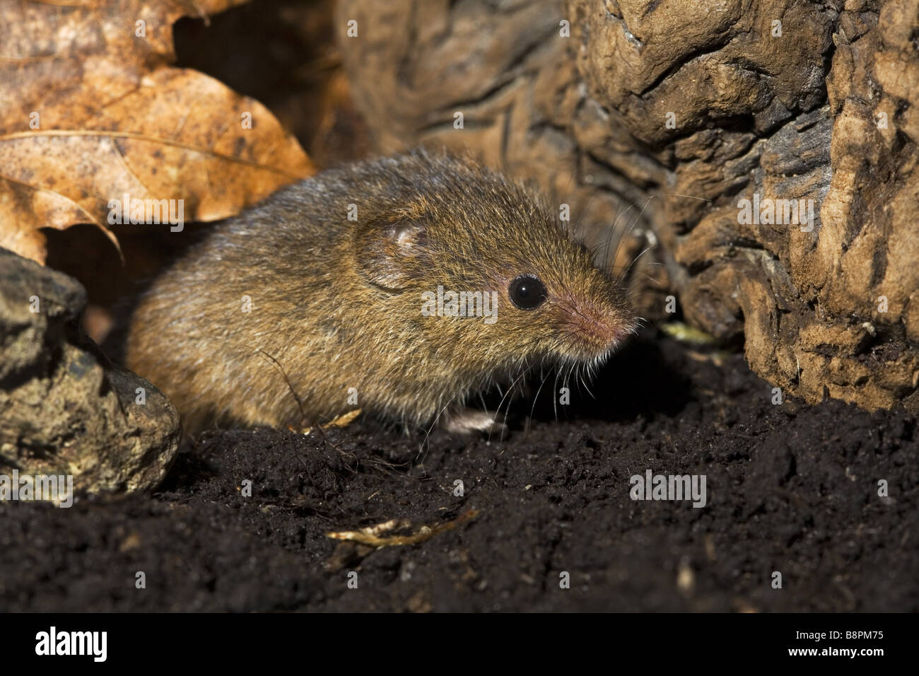 Mouse in front of its den hi-res stock photography and images - Alamy