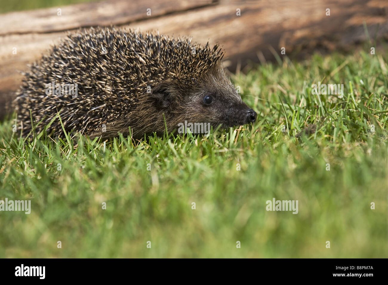 western hedgehog, European hedgehog (Erinaceus europaeus), on a meadow ...
