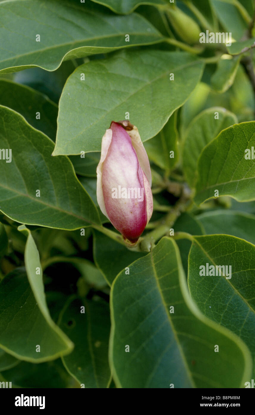 Close up of opening Magnolia flower and foliage in the garden at Ascott ...