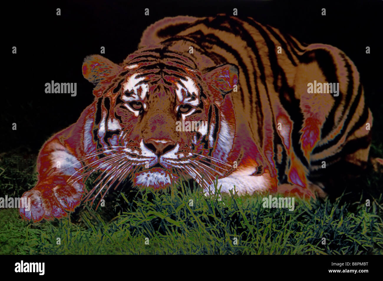 Tiger hunting hi-res stock photography and images - Alamy