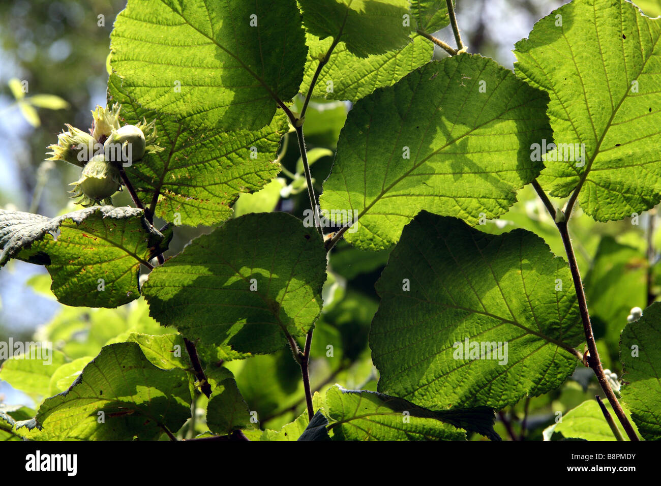 Cob nuts hi-res stock photography and images - Alamy
