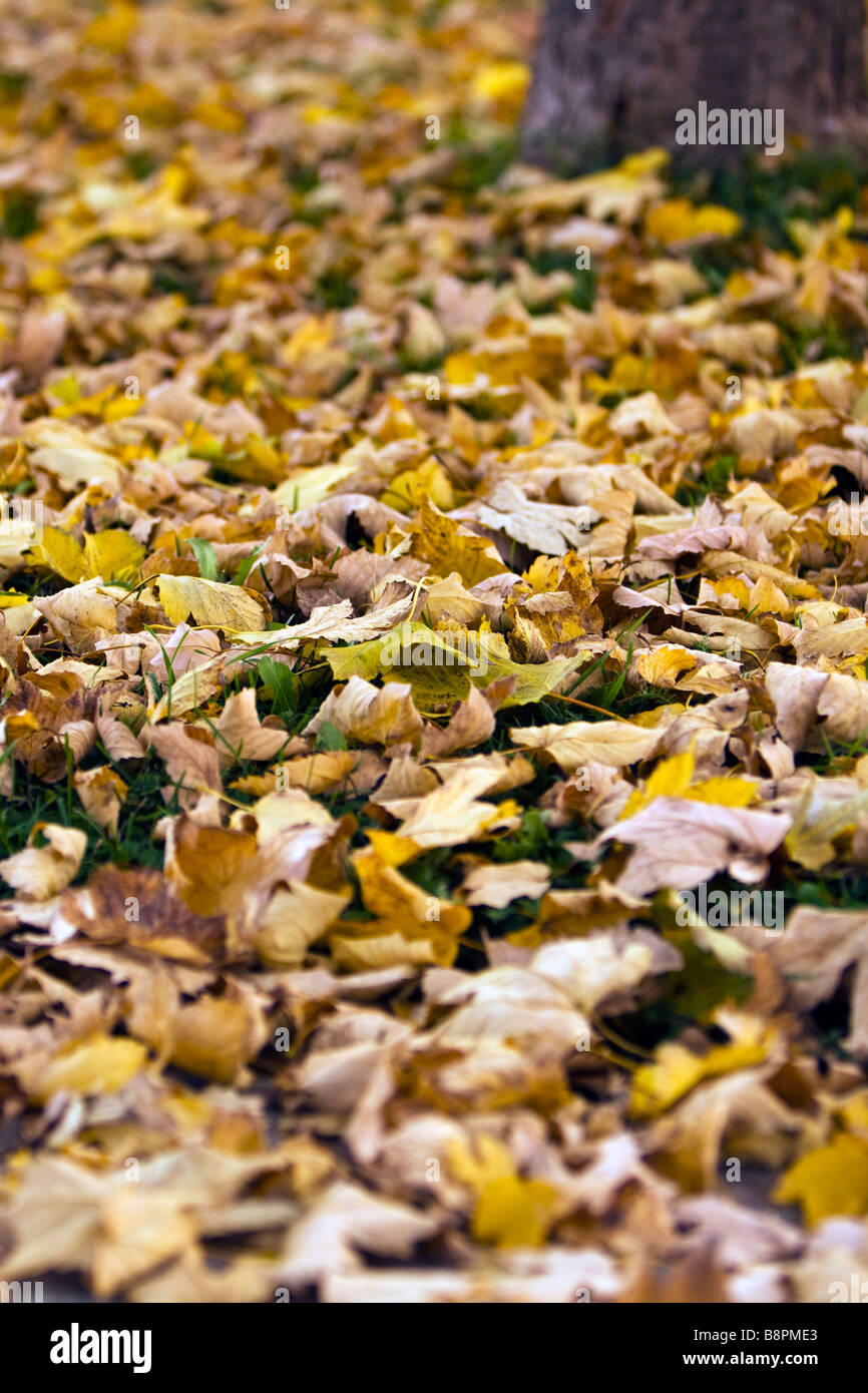 beautiful autumn colors of leaves on the ground Stock Photo - Alamy