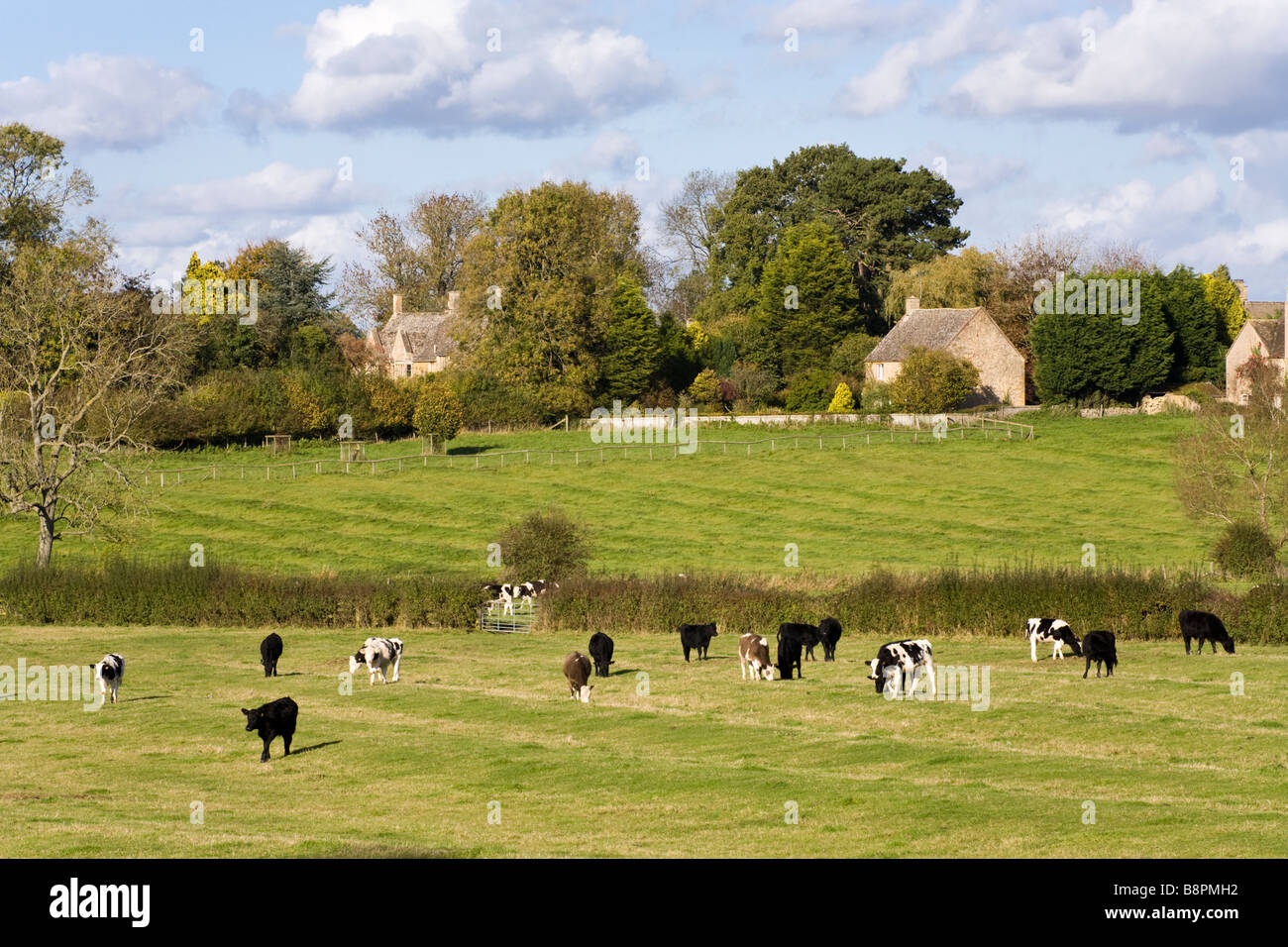 Cattle grazing on ridge & furrow meadows in the Cotswold village of ...