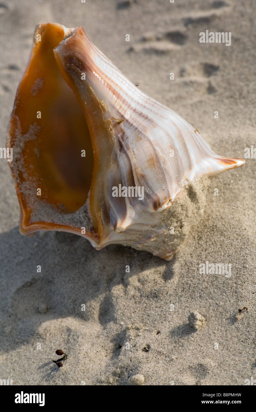 Knobbed Whelk seashell on Cumberland Island National Seashore Stock ...