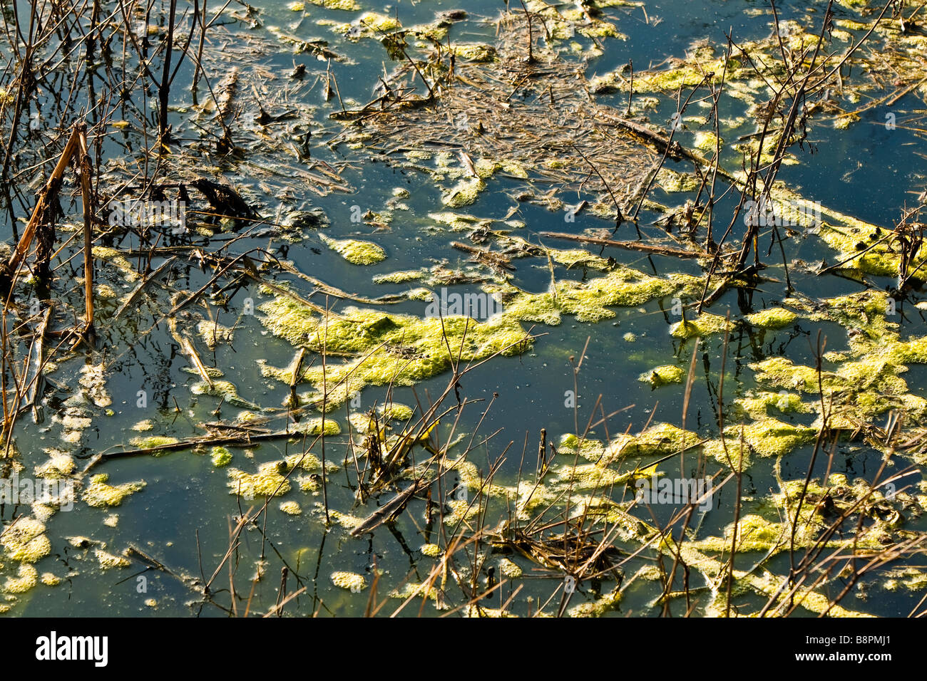 Quagmire hi-res stock photography and images - Alamy