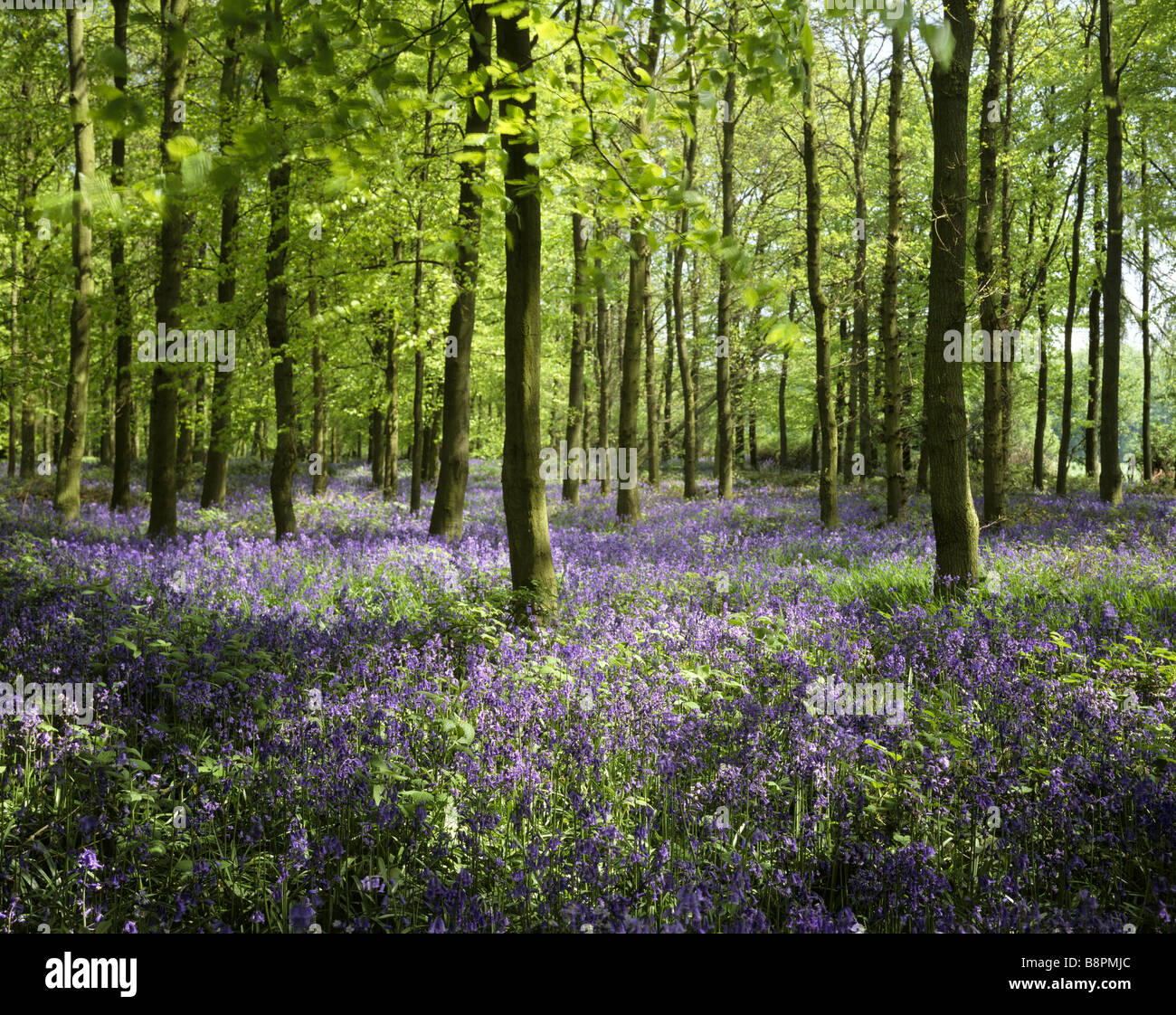 Bluebells carpeting the forest floor in Dockey Wood with sun streaming ...