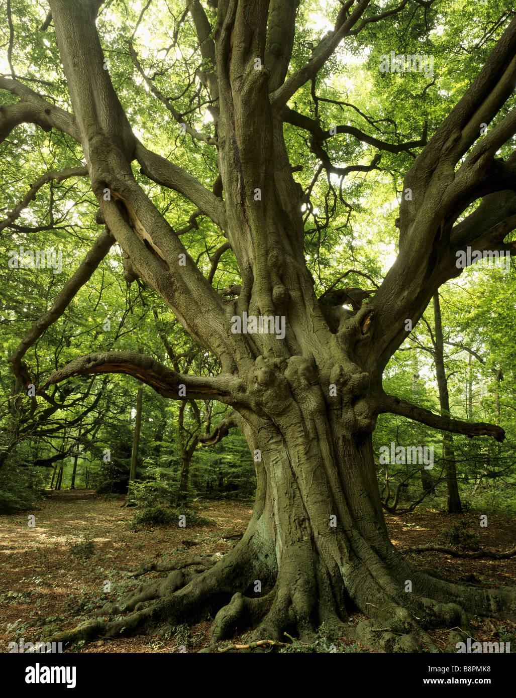 View of some Frithsden beech trees in the forest Used in Exposed ...
