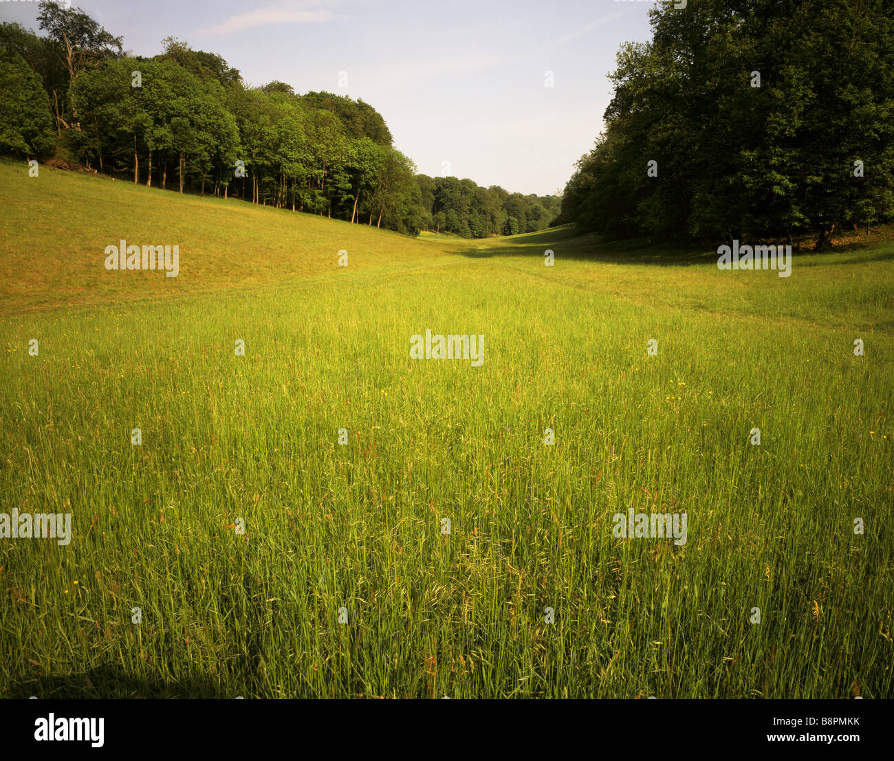 View of the vast stretch of green at Golden Valley Ashridge Estate with ...