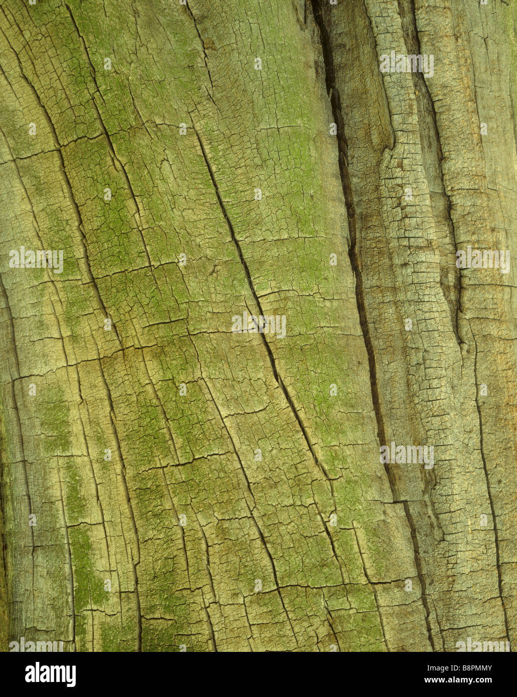 Detail from a trunk of horse chestnut tree Stock Photo - Alamy