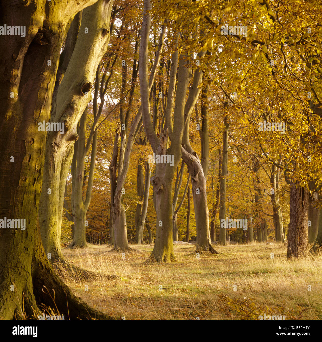 View though the autumnal trees in woodland on the Ashridge Estate A ...