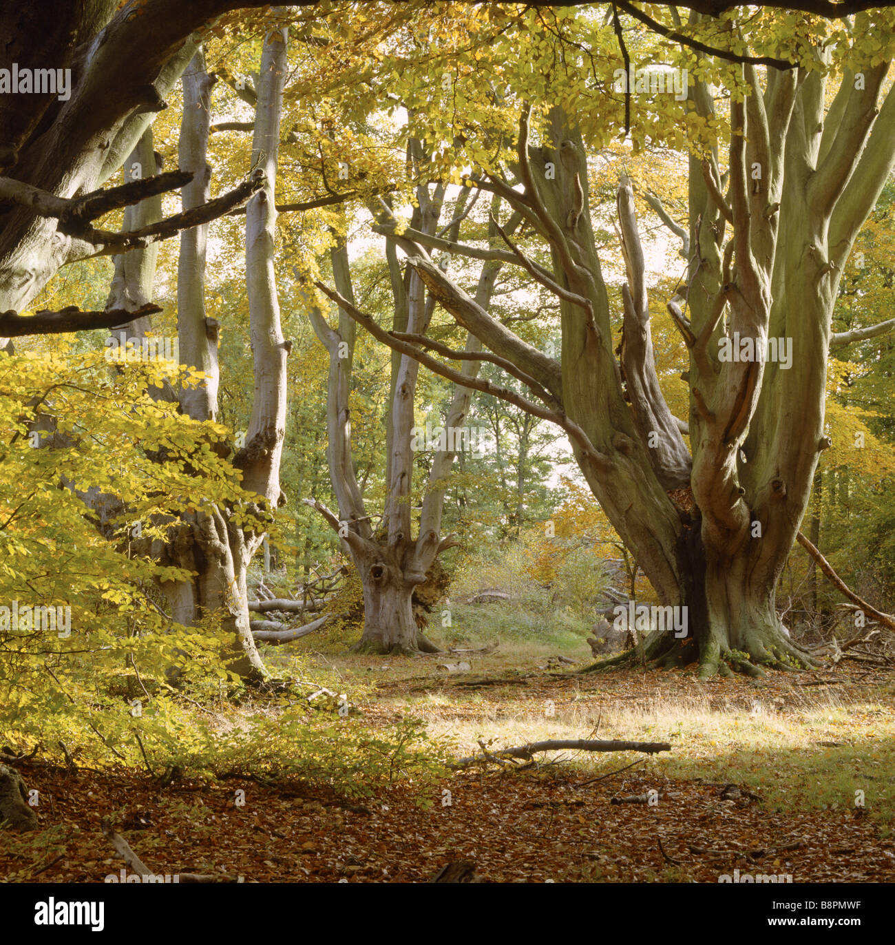 Ashridge Estate Walking High Resolution Stock Photography and Images ...