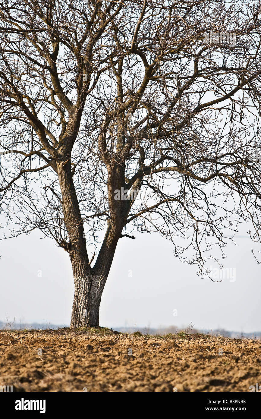 tree without leaves Stock Photo - Alamy