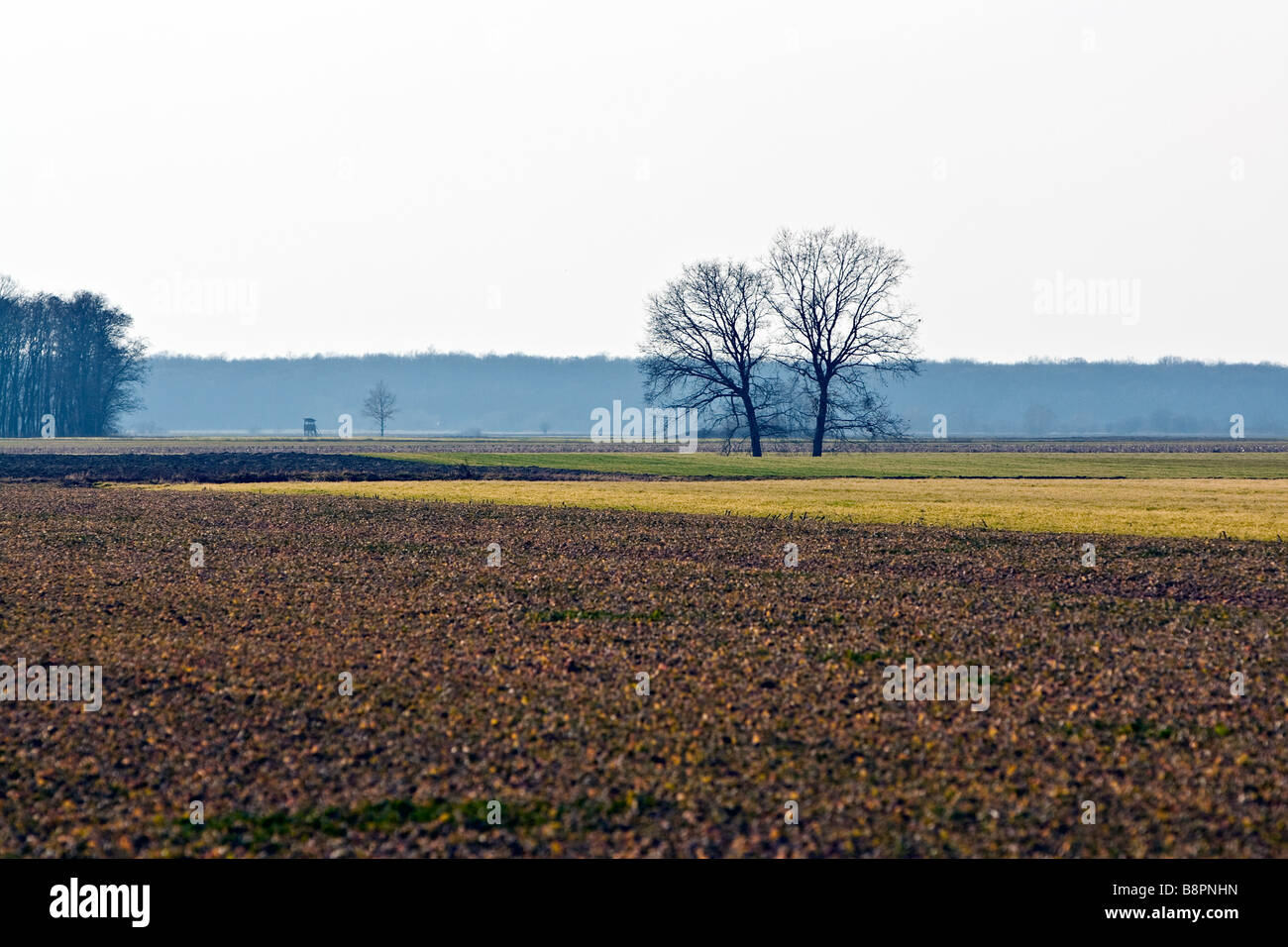 landscape with a tree in the field Stock Photo - Alamy
