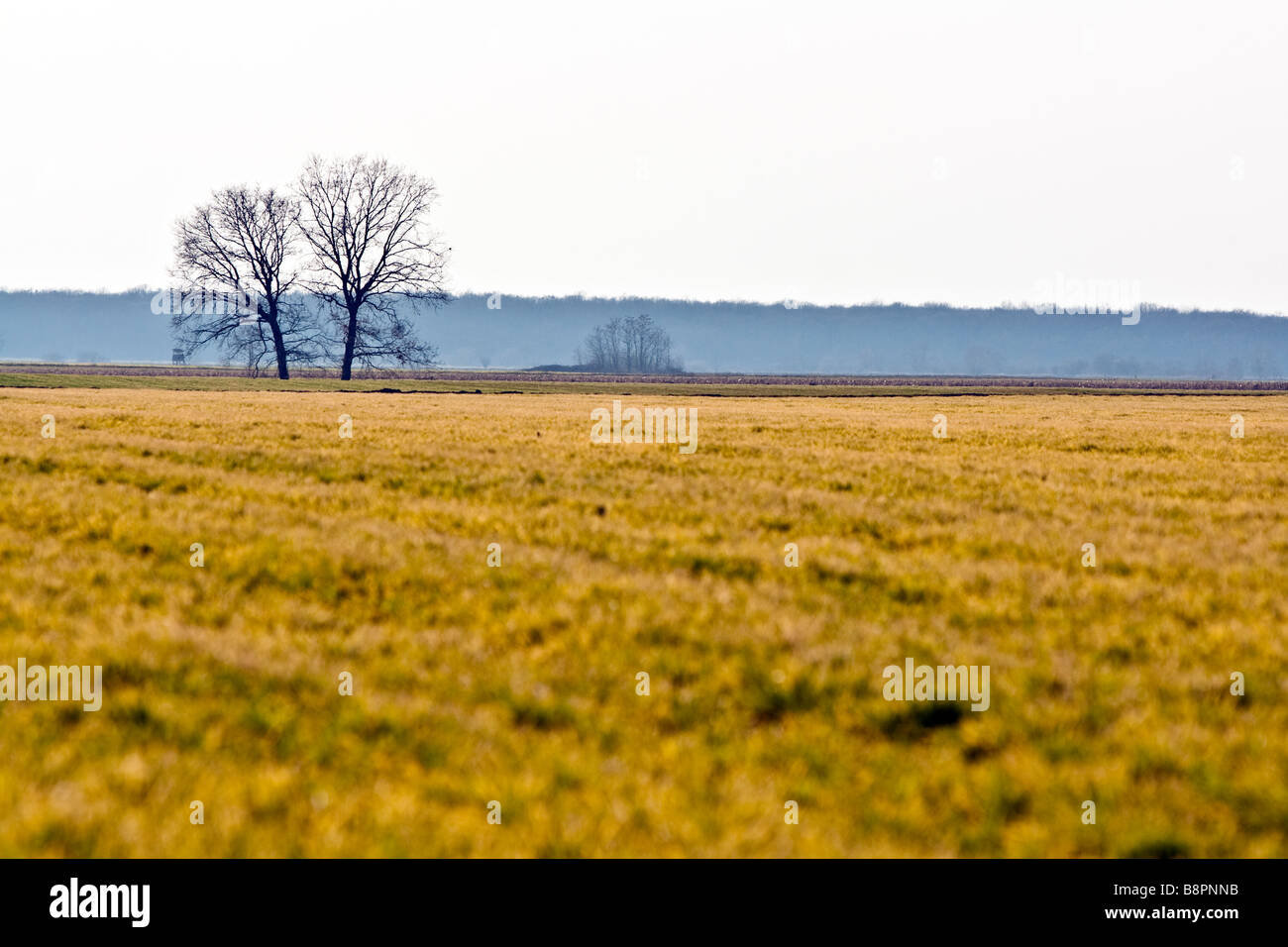landscape with a tree in the field Stock Photo - Alamy