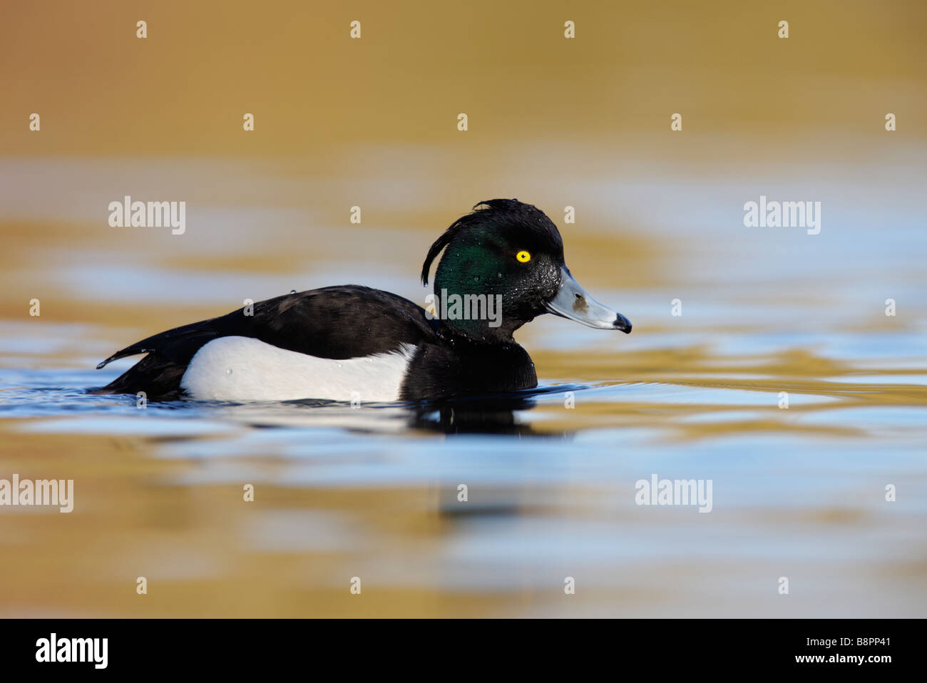 Tufted duck Aythya fuligula Stock Photo - Alamy
