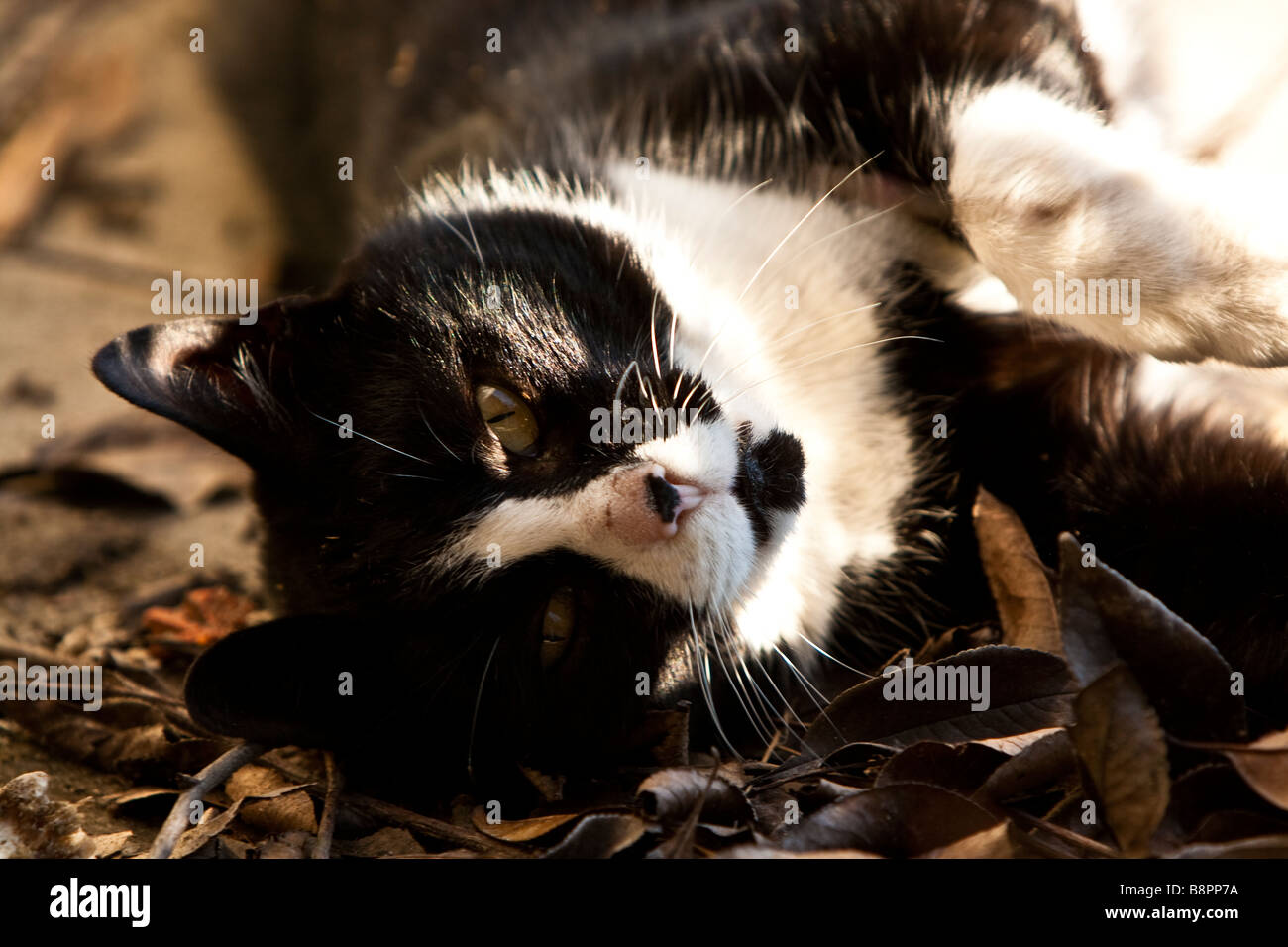 Cat laying on its side hi-res stock photography and images - Alamy