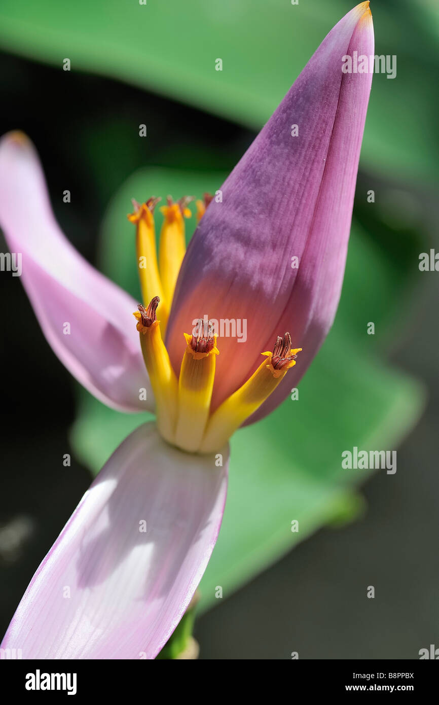 Heart of banana plant hi-res stock photography and images - Alamy