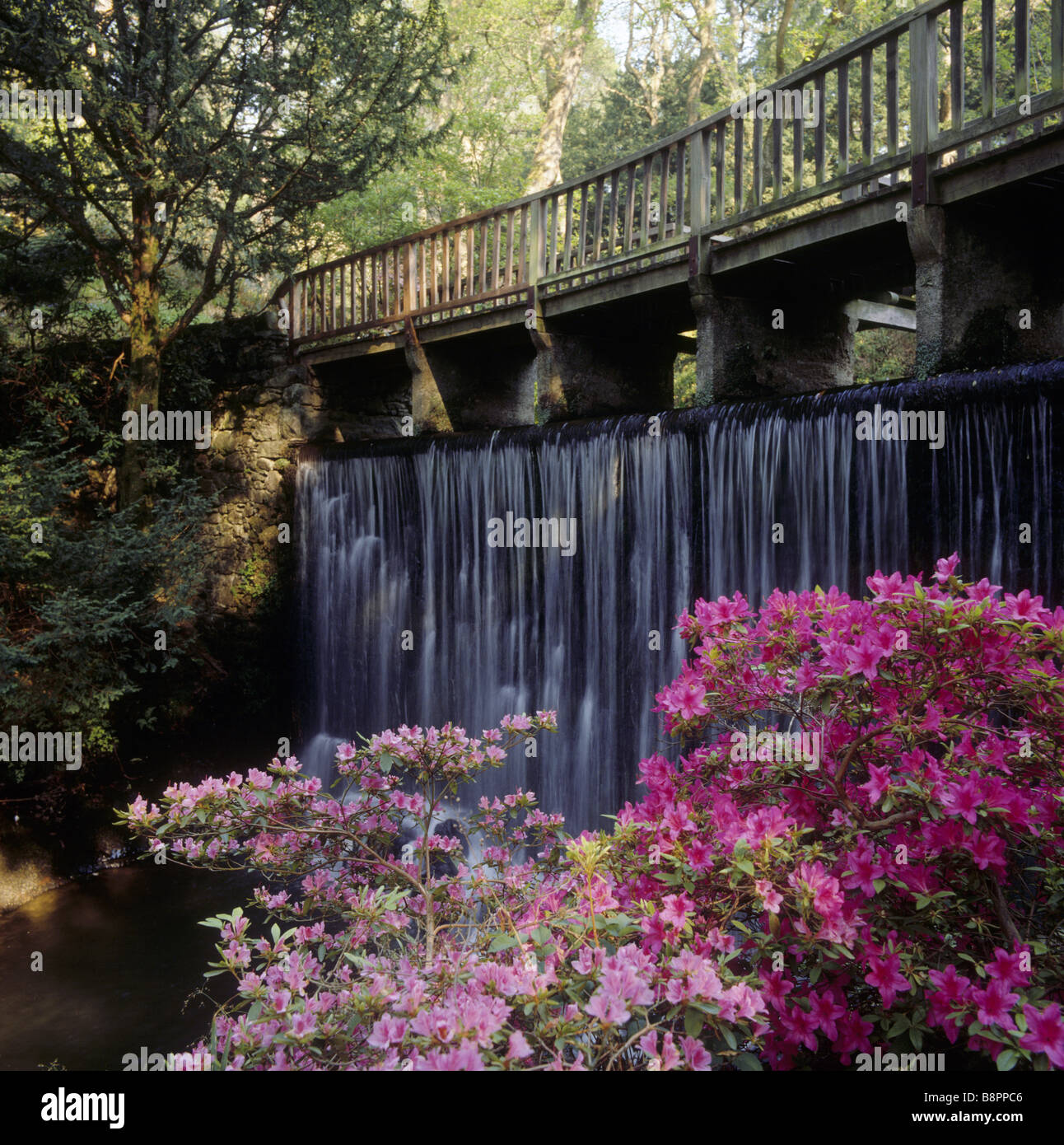 Bridge and waterfall in Spring at Bodnant Garden Pink Azaleas and ...