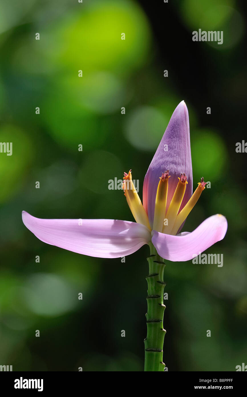 Heart of banana plant hi-res stock photography and images - Alamy