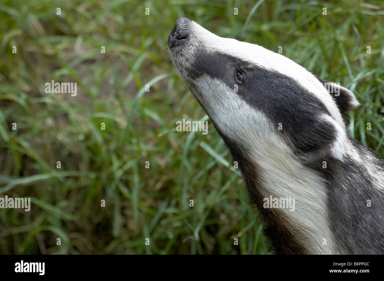 An English Badger in a wildlife park Stock Photo - Alamy