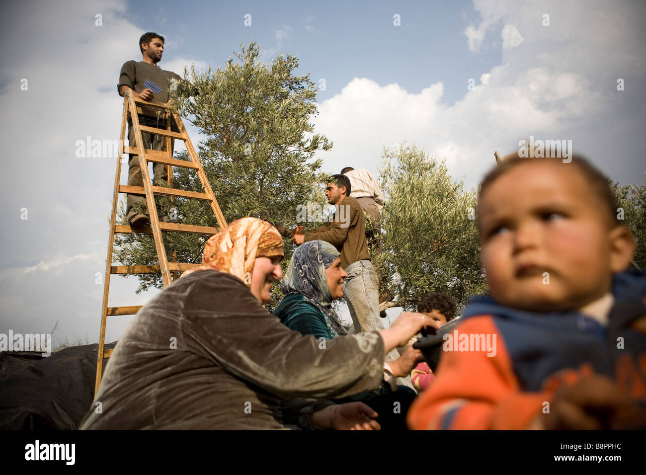Olive harvest in West Bank, Palestinian Territories Stock Photo - Alamy