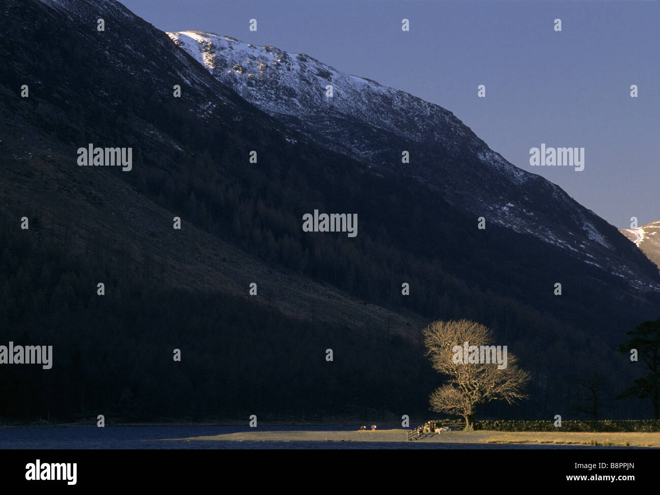 One sided tree hi-res stock photography and images - Alamy