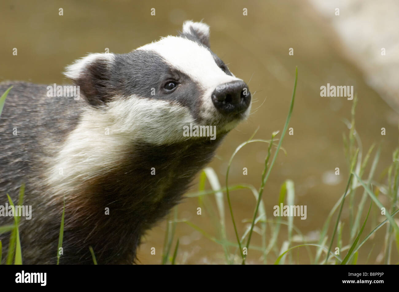 An English Badger in a wildlife park Stock Photo - Alamy