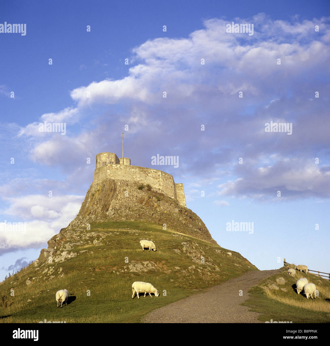 Exterior of Lindisfarne Castle, built in 1550, with sheep grazing in ...