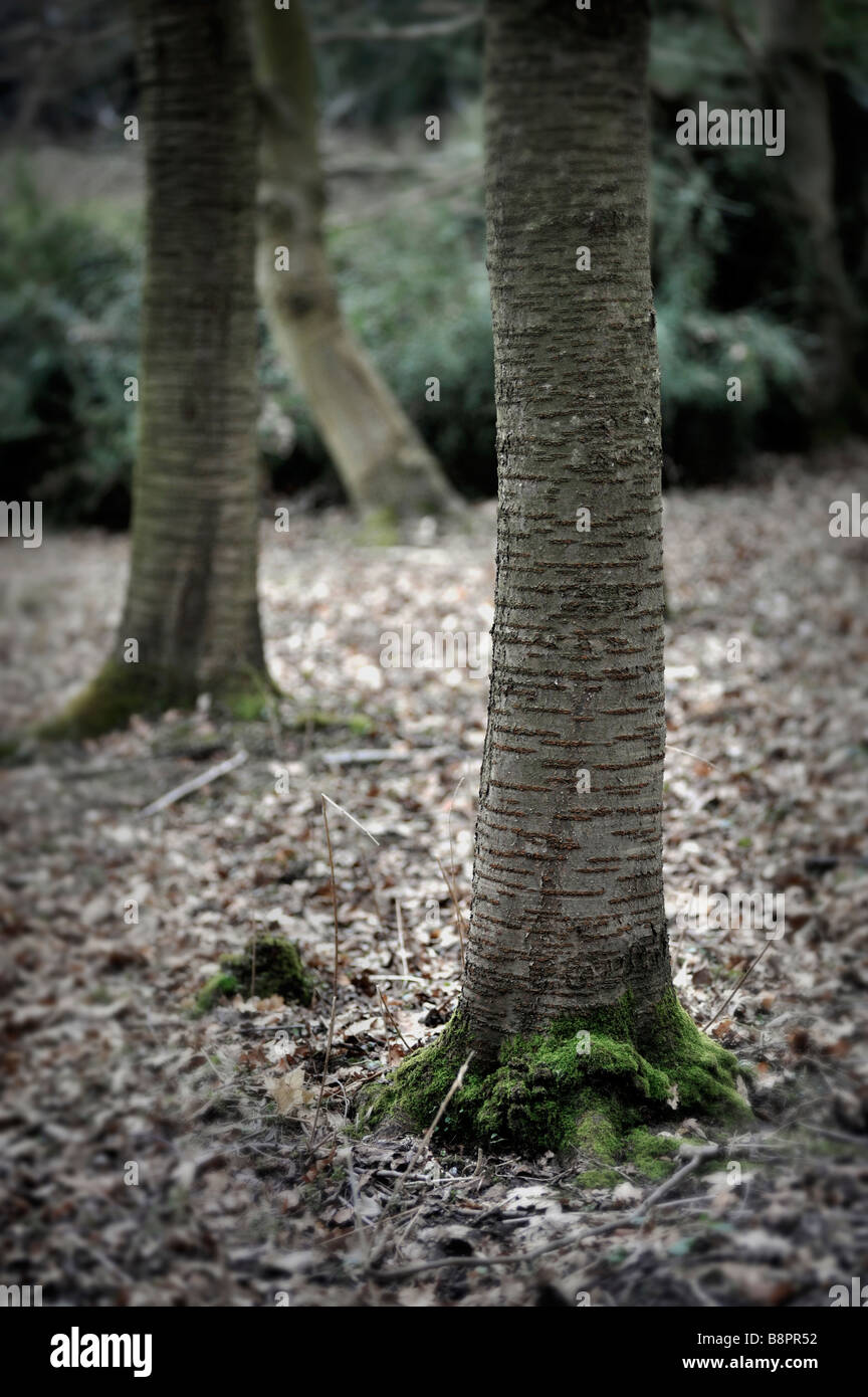 trees in rural woodland copse Stock Photo - Alamy