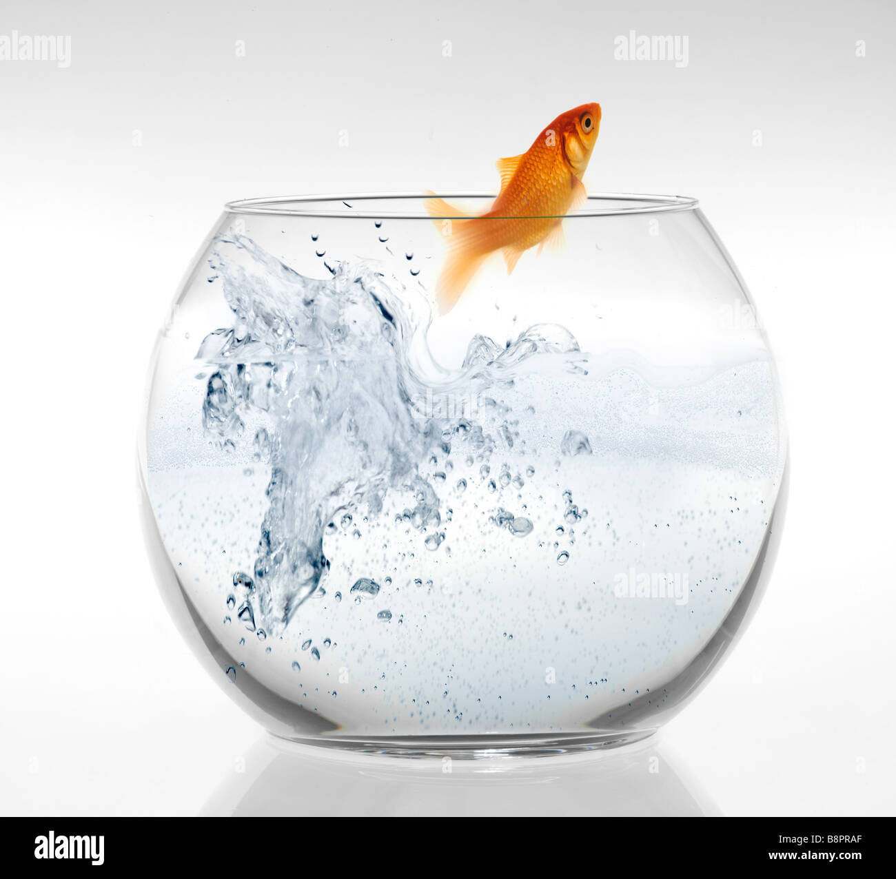 goldfish leaping out of the water Stock Photo - Alamy