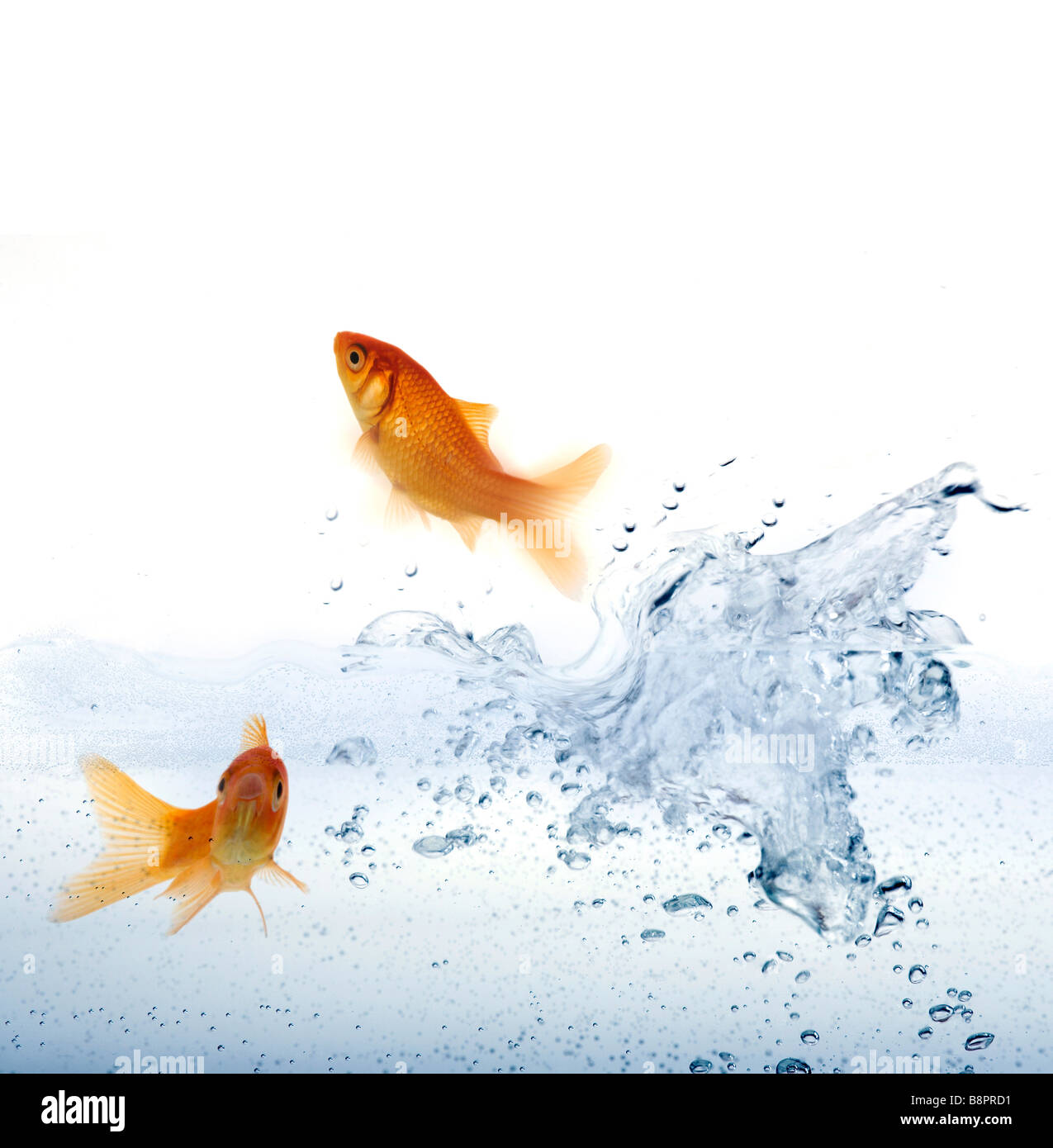 goldfish leaping out of the water Stock Photo - Alamy
