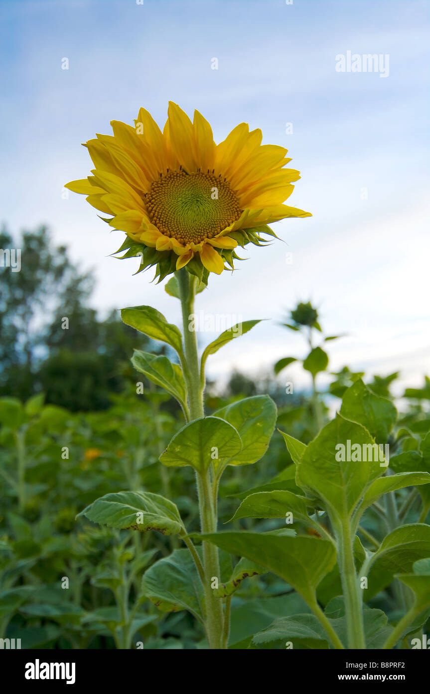 Single sunflower hi-res stock photography and images - Alamy