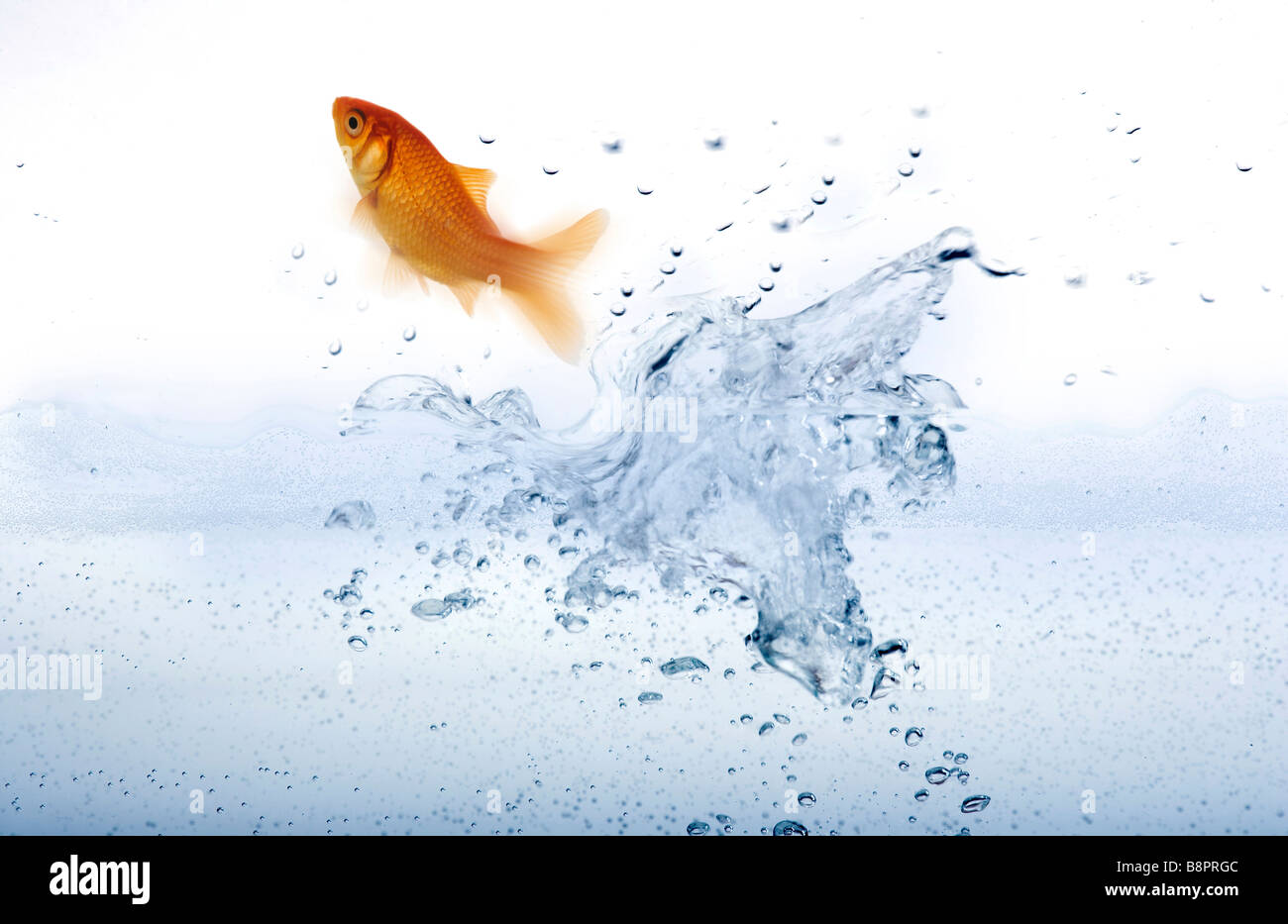 goldfish leaping out of the water Stock Photo - Alamy