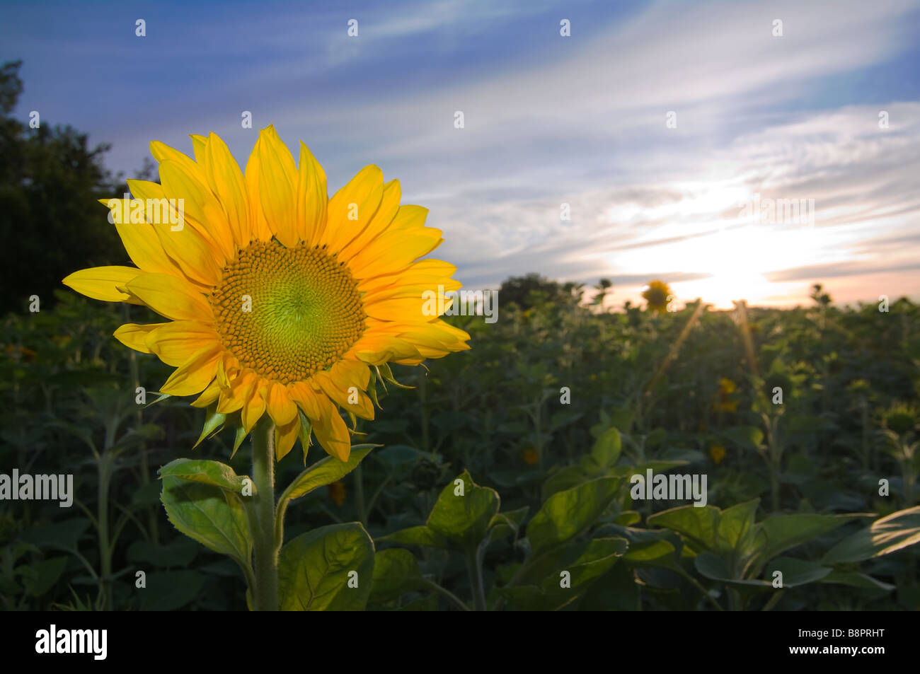 a closeup picture of a single sunflower Stock Photo - Alamy