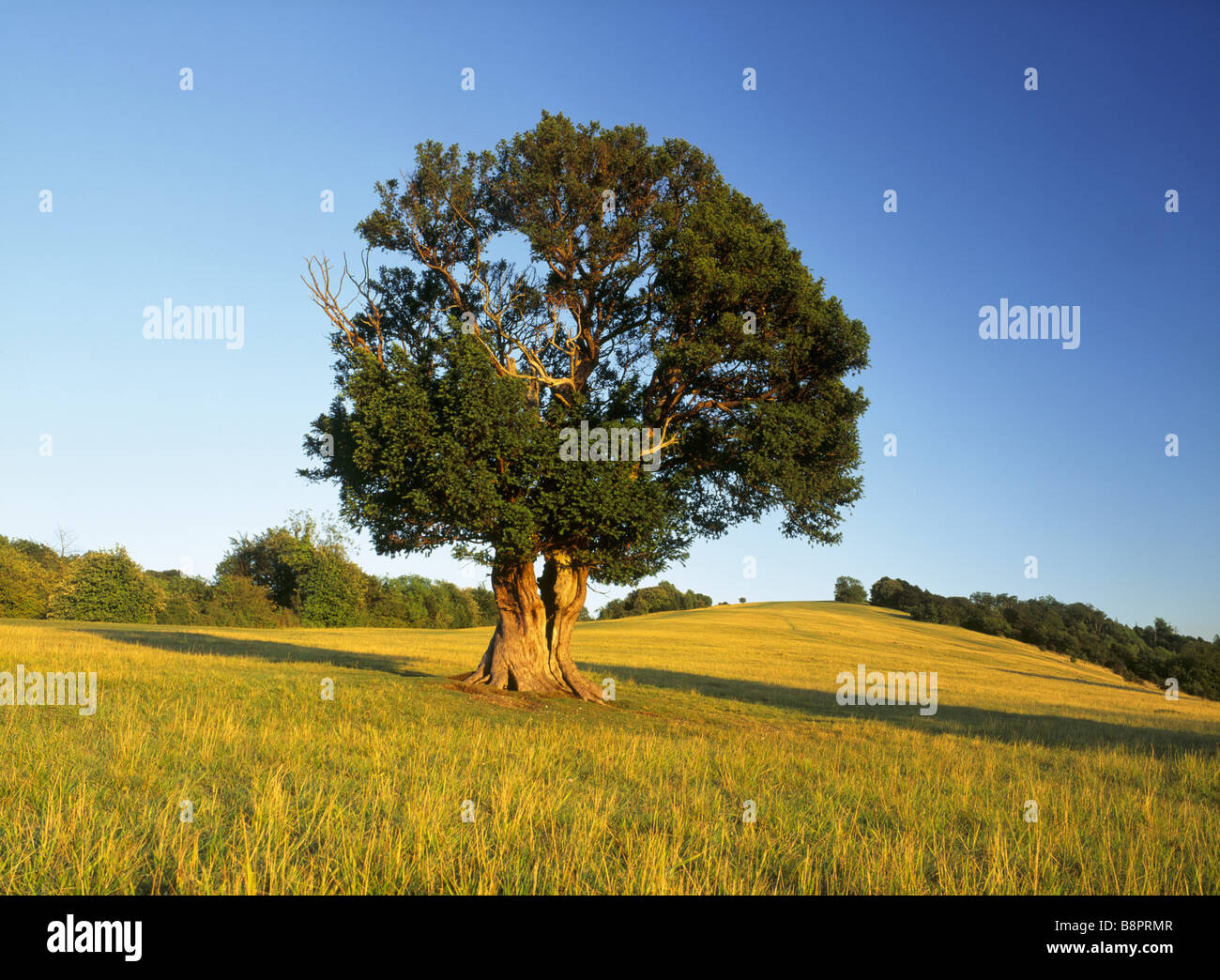 Burford spur box hill hi-res stock photography and images - Alamy