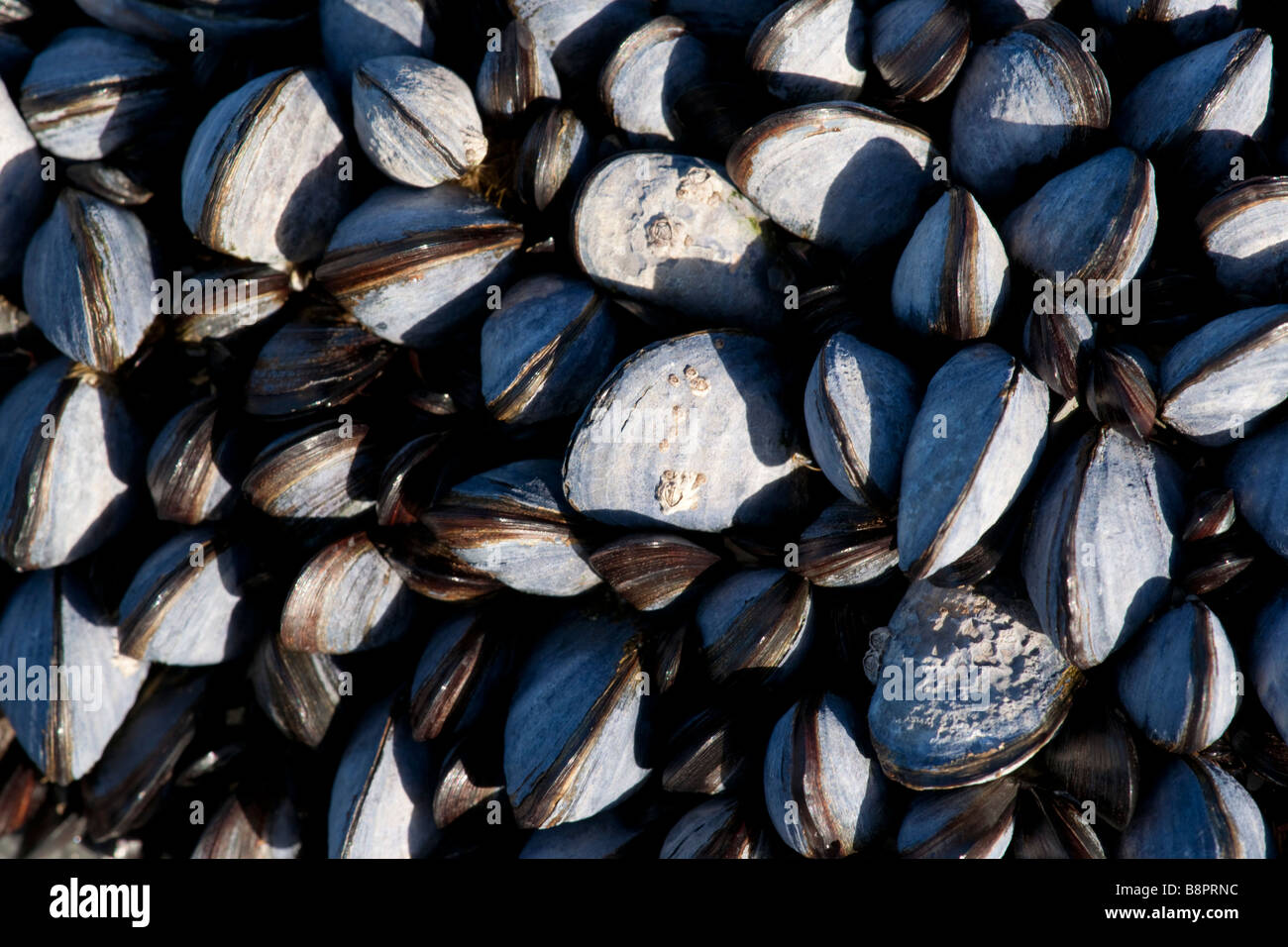 Common mussel, Mytilus edulis Stock Photo - Alamy