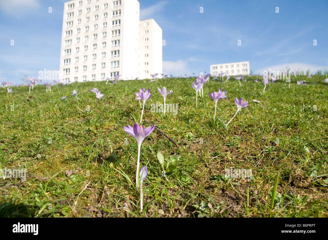 Crocuses in bloom in front of tower block Stock Photo - Alamy
