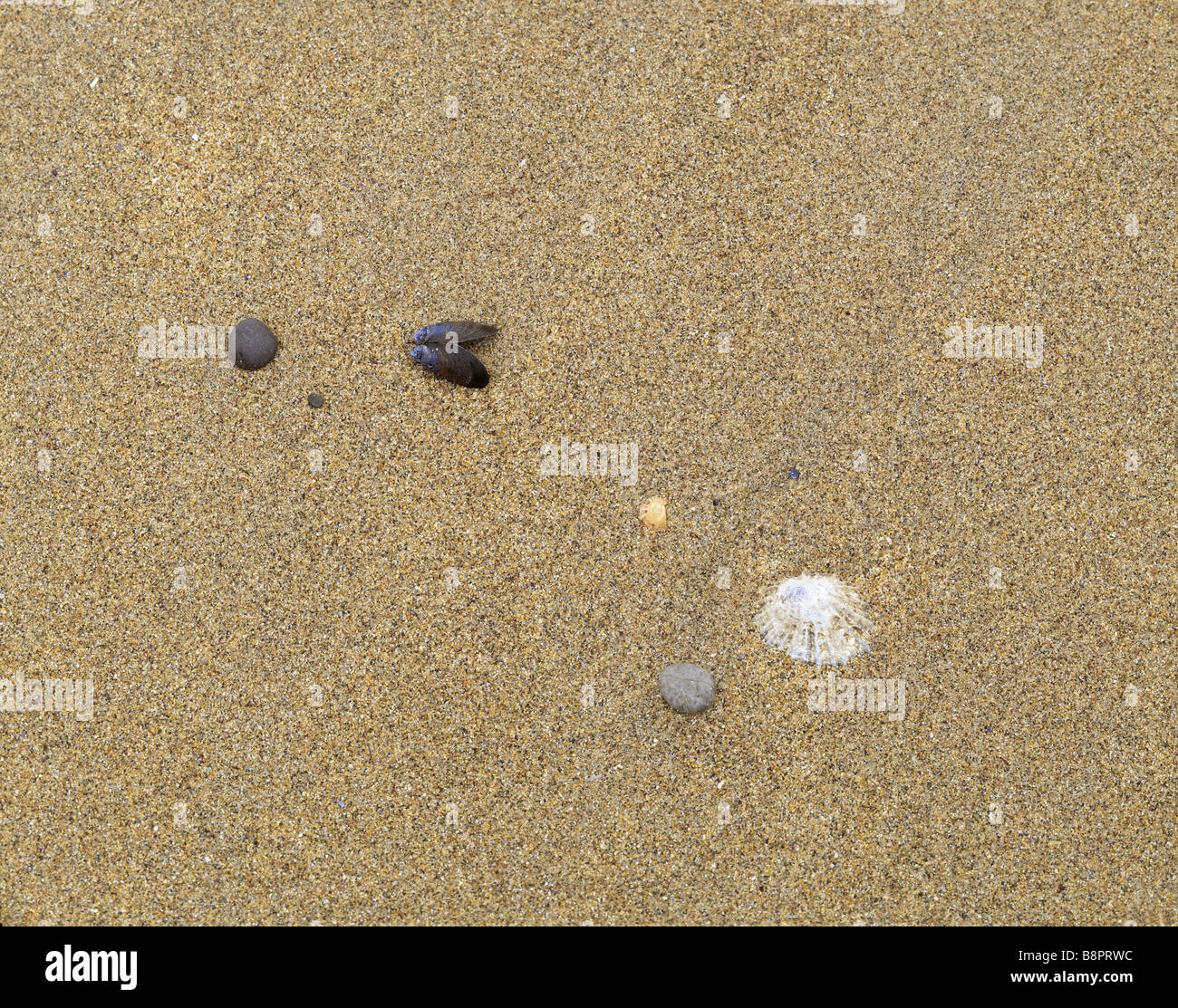 Various shells scattered over the sand in Barafundle Bay on the ...