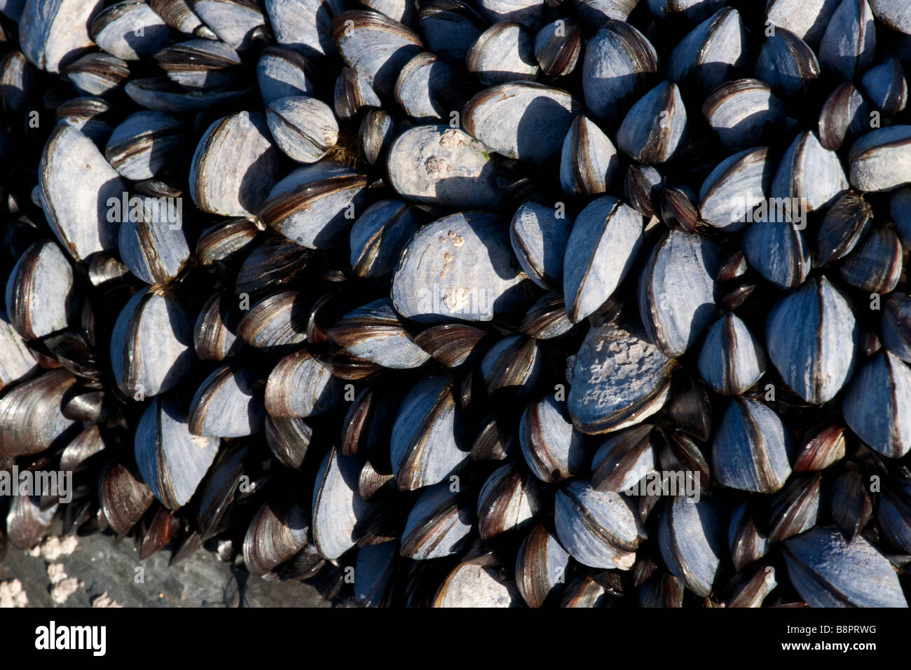 Common mussel, Mytilus edulis Stock Photo - Alamy