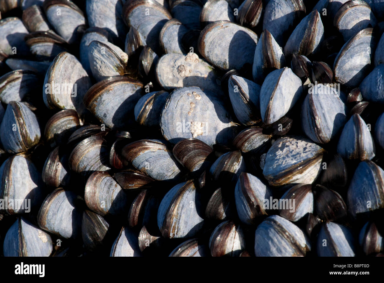 Common mussel, Mytilus edulis Stock Photo - Alamy