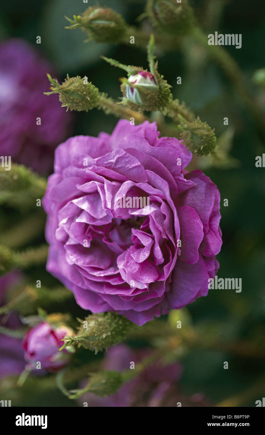 William lobb rose hi-res stock photography and images - Alamy