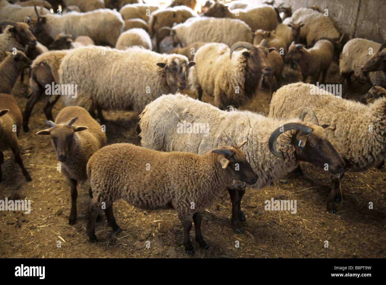 View of Manx Loghtan Sheep a primitive breed of sheep from the Isle of ...