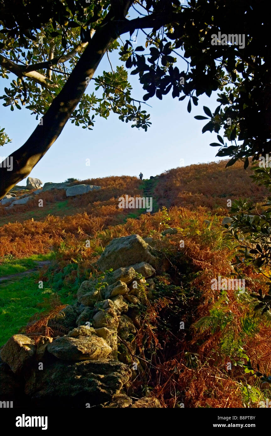 Cornish rambler hi-res stock photography and images - Alamy