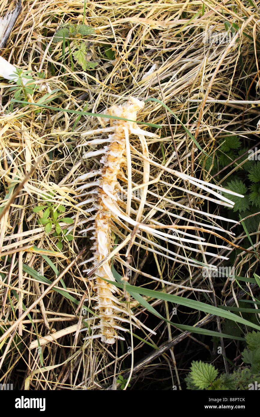 Clean pike hi-res stock photography and images - Alamy